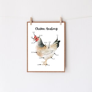 Chicken Anatomy Poster, Farm School Printable (digital Download) - Etsy