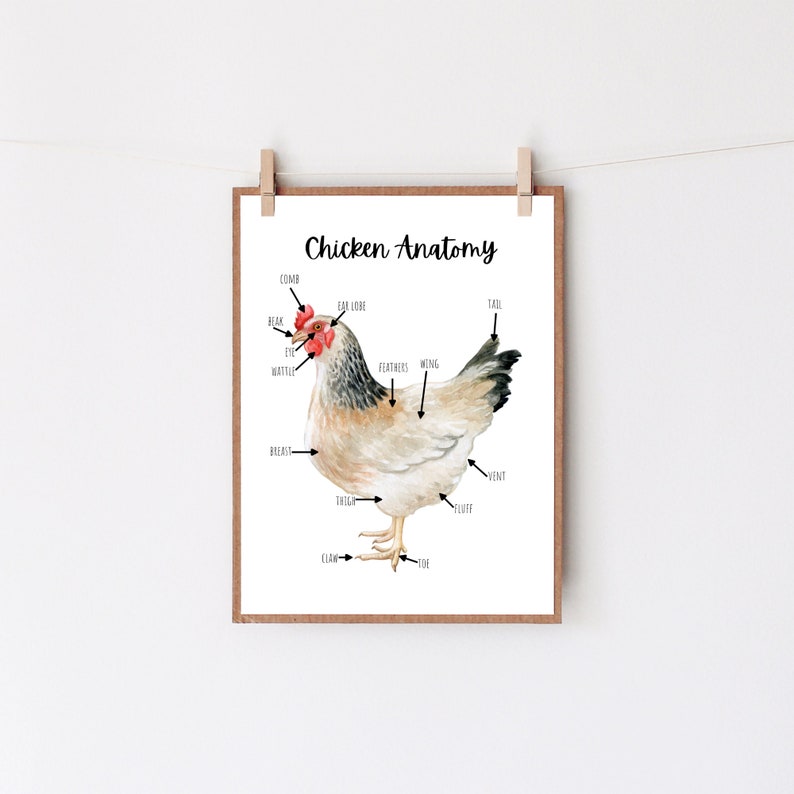 Chicken Anatomy, Chicken Poster, Farm School Printable, Nature Study ...