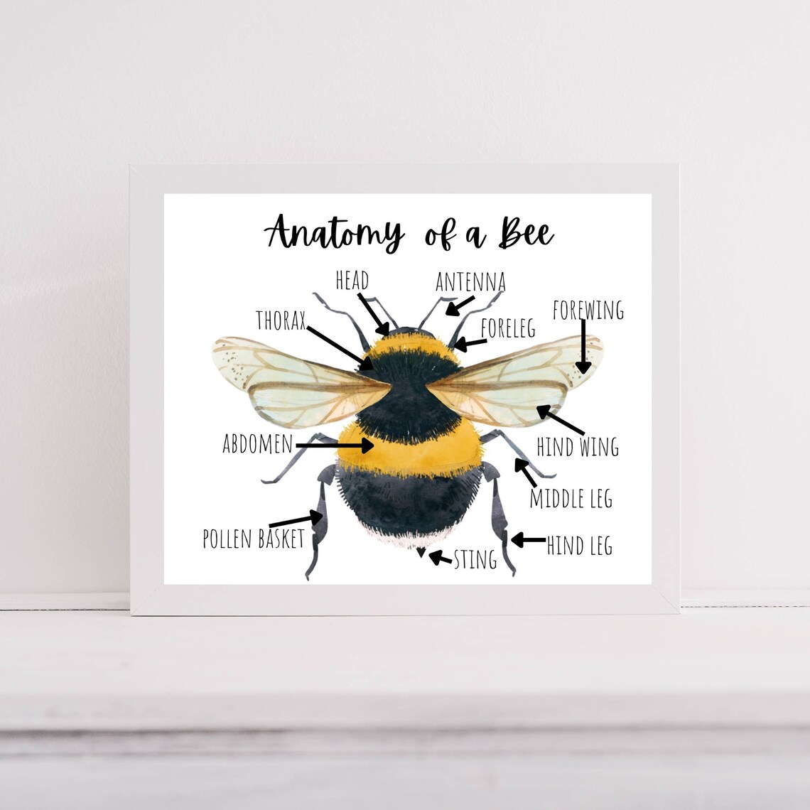 Anatomy of a Bee, Bee Print, Nature Study Printable, Homeschool Print ...