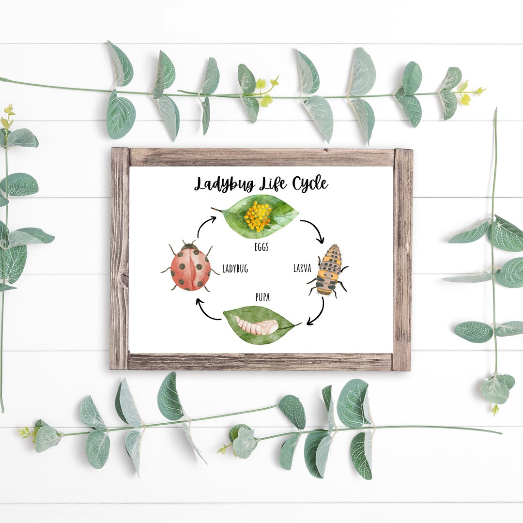 Ladybug Life Cycle, Insect Unit Study, Ladybug Poster, Nature Unit ...