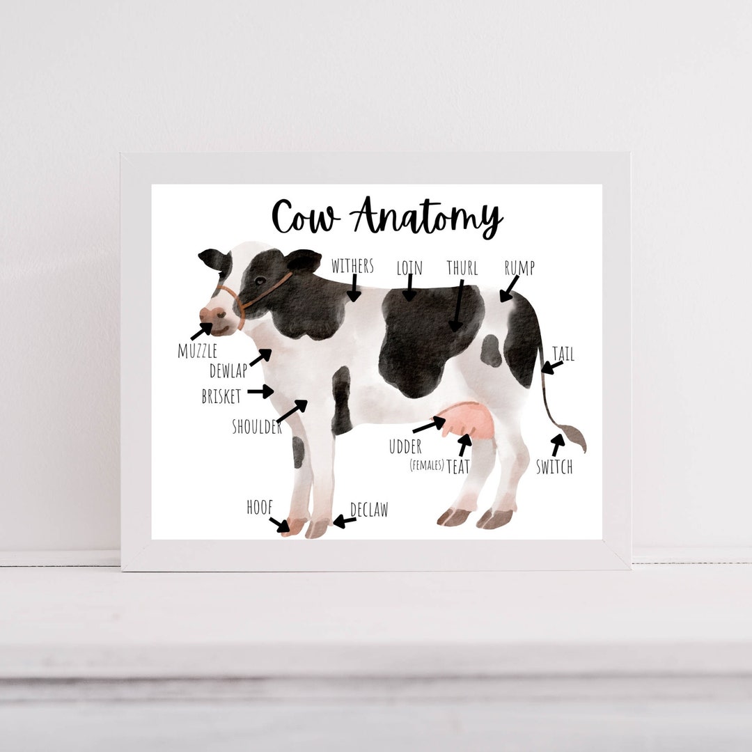 Cow Anatomy, Cow Poster, Farm School Printable, Nature Study, Charlotte ...
