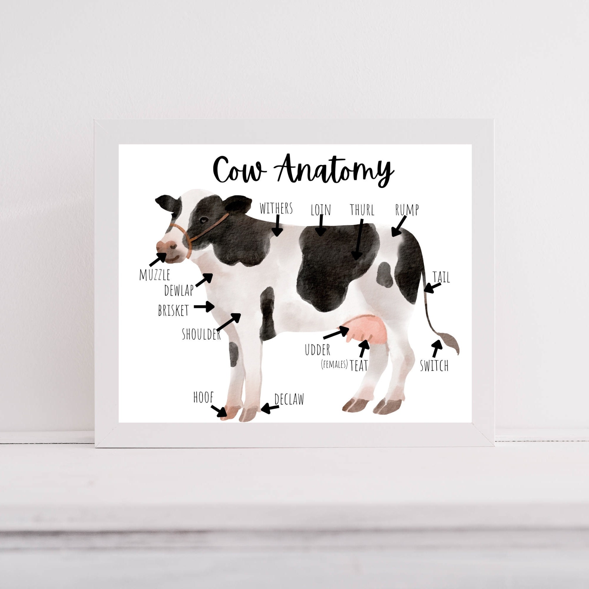Cow Anatomy, Cow Poster, Farm School Printable, Nature Study, Charlotte ...