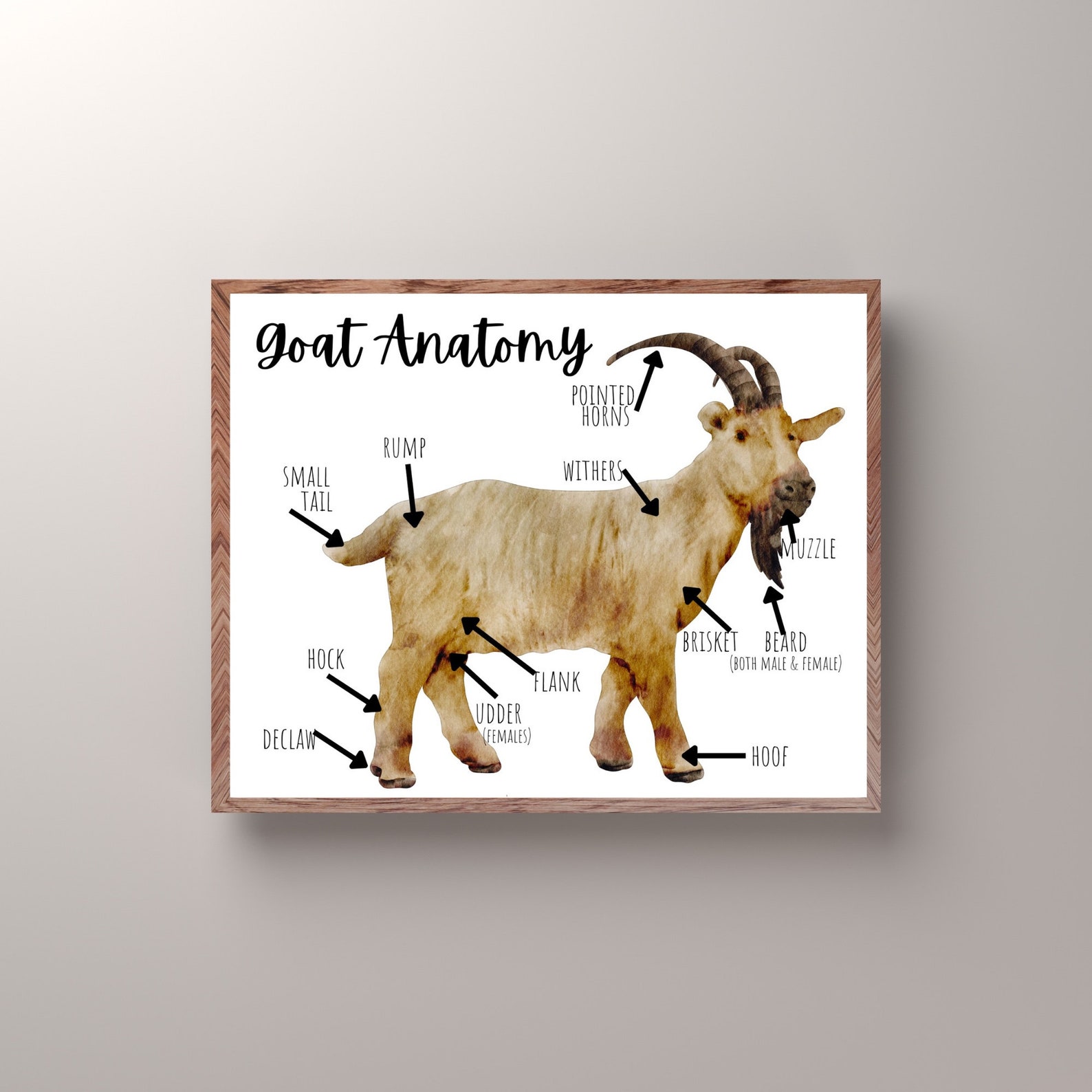 Goat Anatomy Poster, Farm School Nature Study Print (digital Download ...