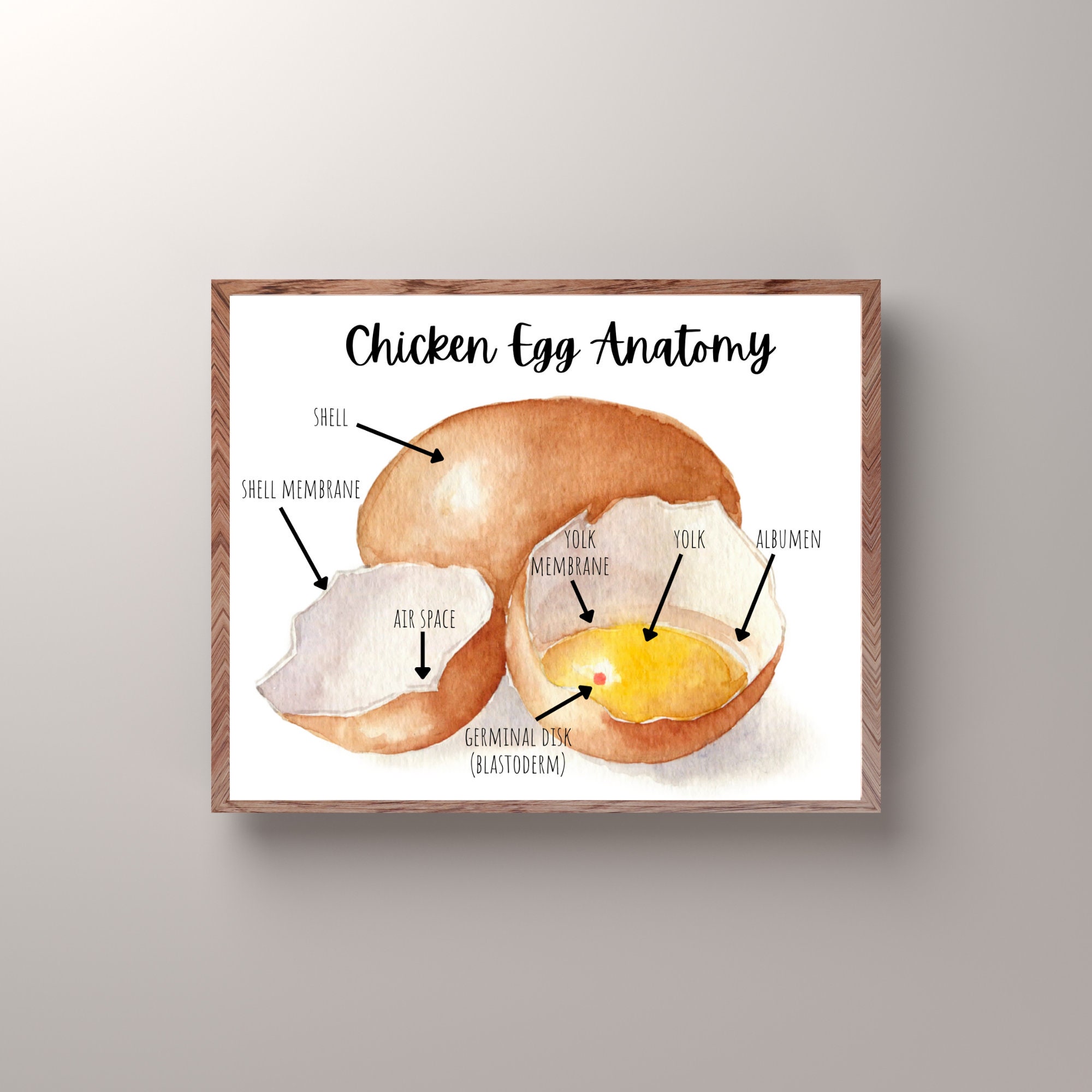 Chicken Egg Anatomy, Homeschool Chicken Unit Study, Homeschool Wall Art ...