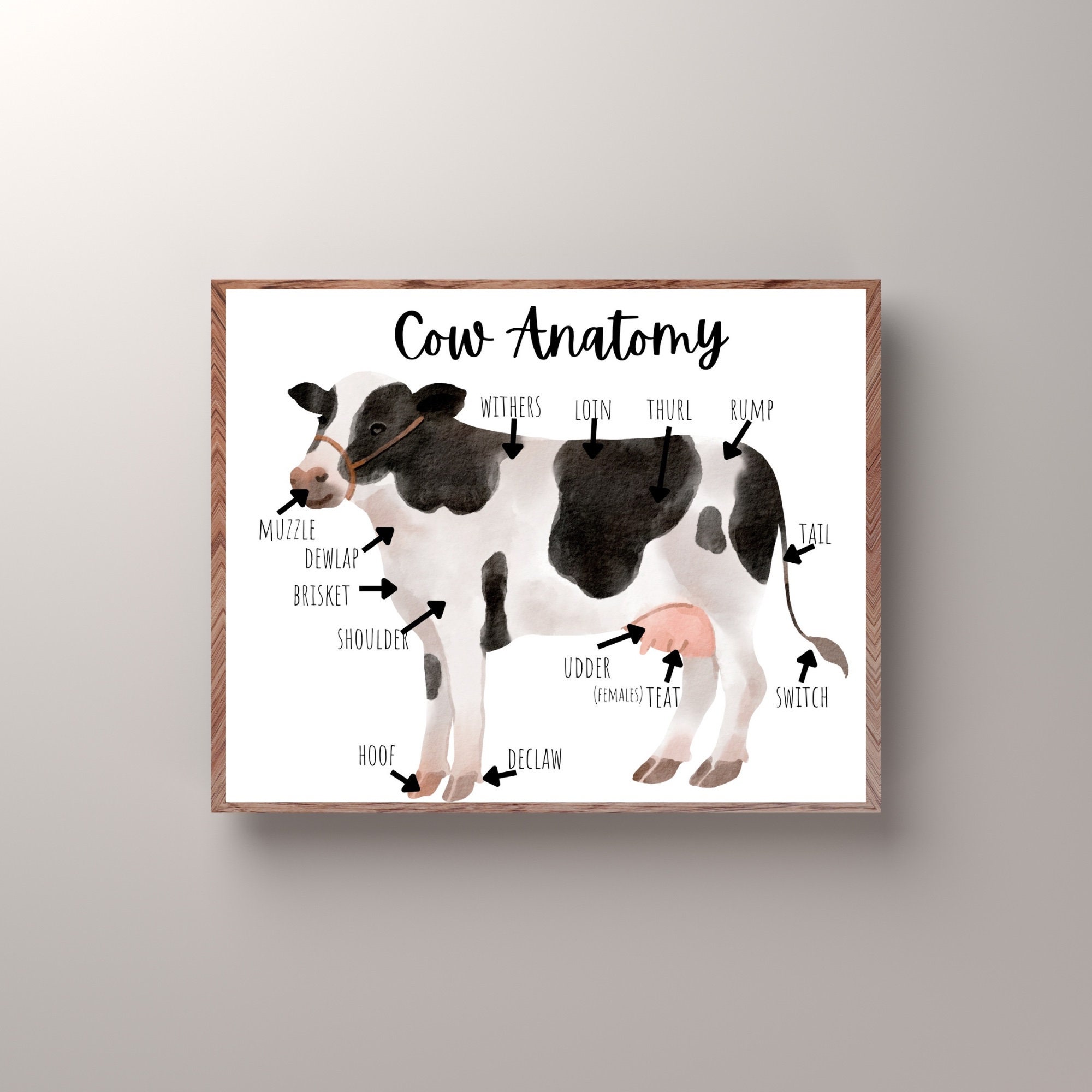 Cow Anatomy, Cow Poster, Farm School Printable, Nature Study, Charlotte ...