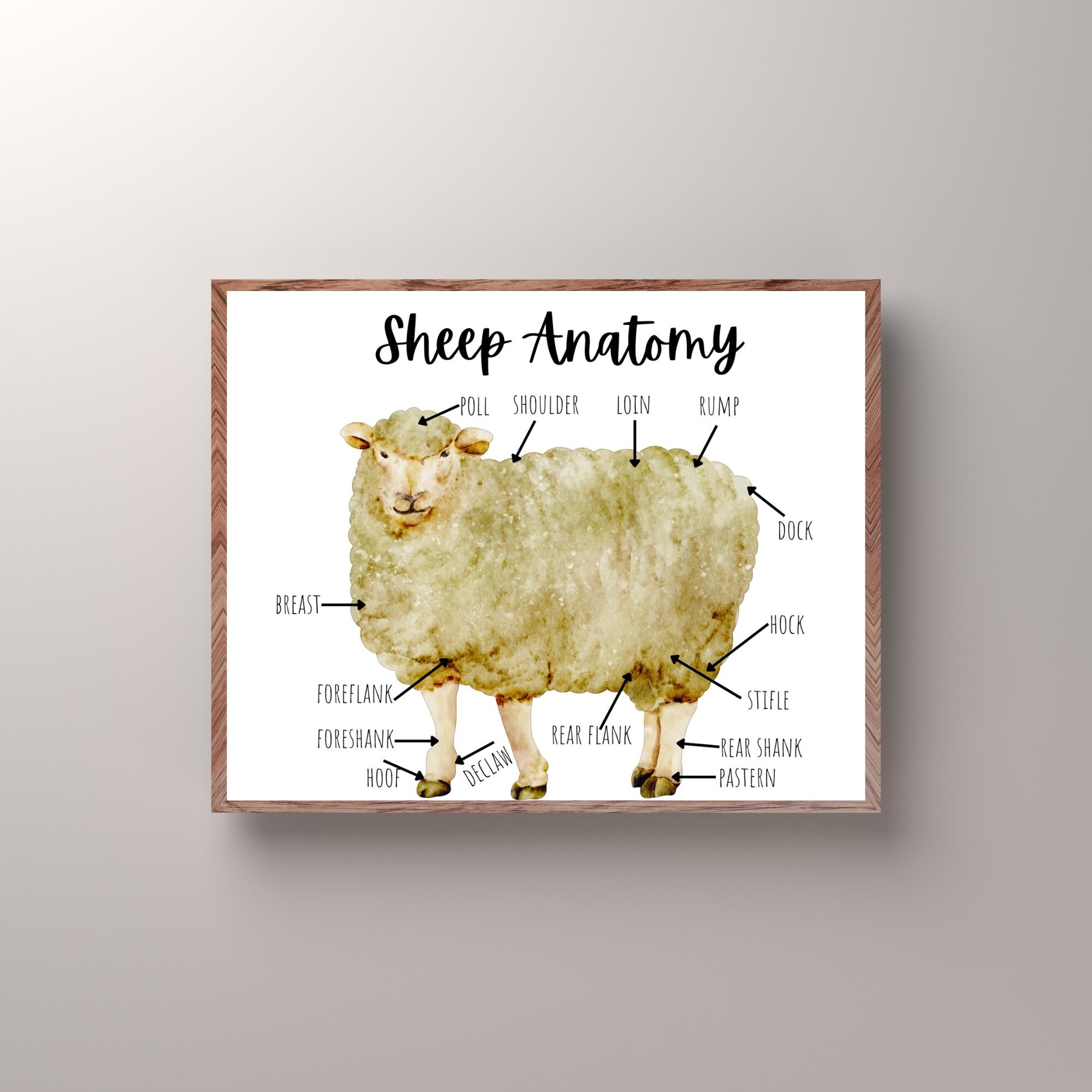 Sheep Anatomy, Sheep Poster, Sheep Print Farm School Print, Nature ...