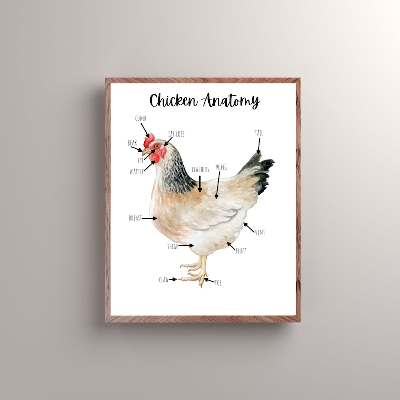 Chicken Anatomy, Chicken Poster, Farm School Printable, Nature Study ...