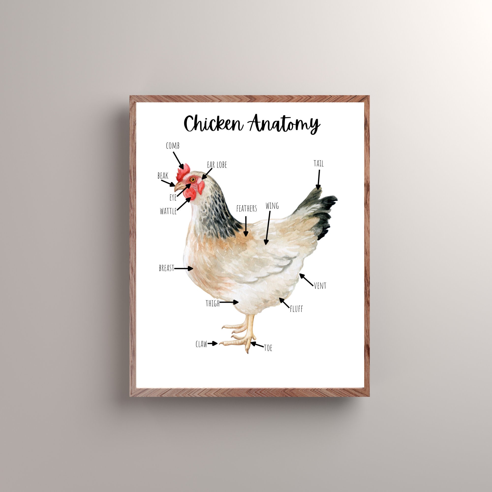 Chicken Anatomy, Chicken Poster, Farm School Printable, Nature Study ...