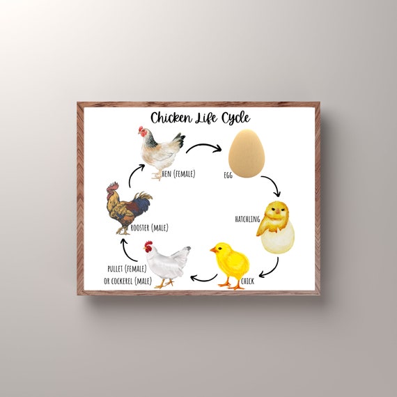 Chicken Life Cycle Chicken Poster Chicken Unit Homeschool - Etsy