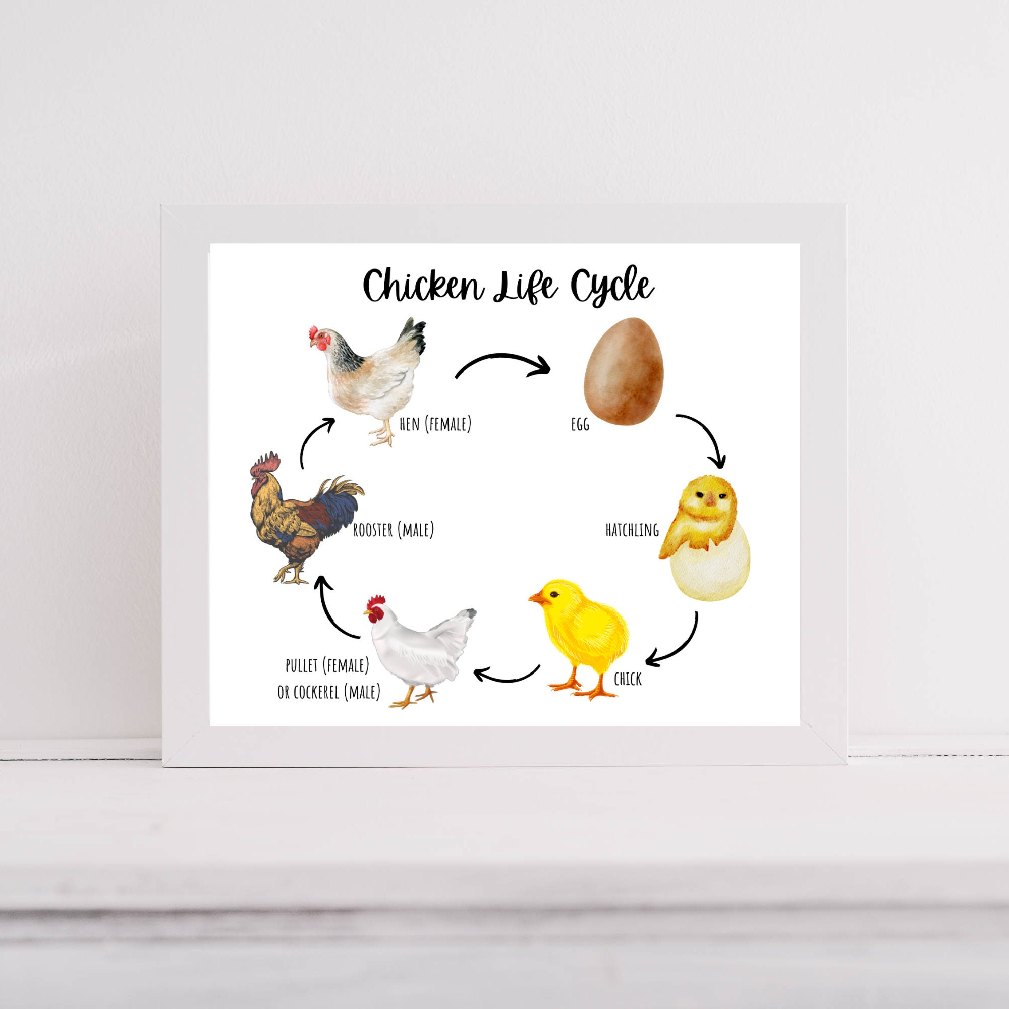 Chicken Life Cycle, Chicken Poster, Chicken Unit, Homeschool Resources ...