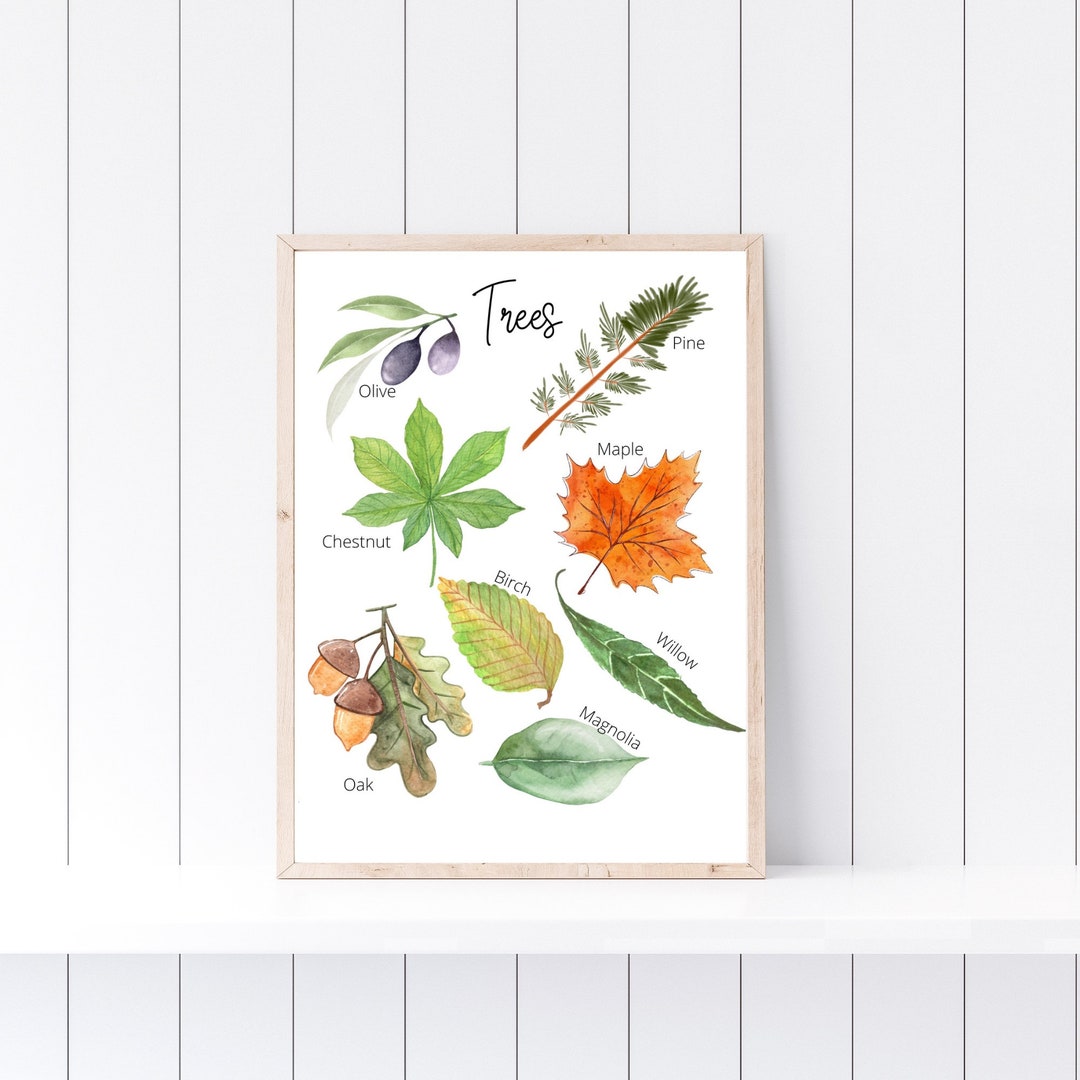 Tree Print, Nature Study, Types of Trees, Homeschool Wall Decor ...