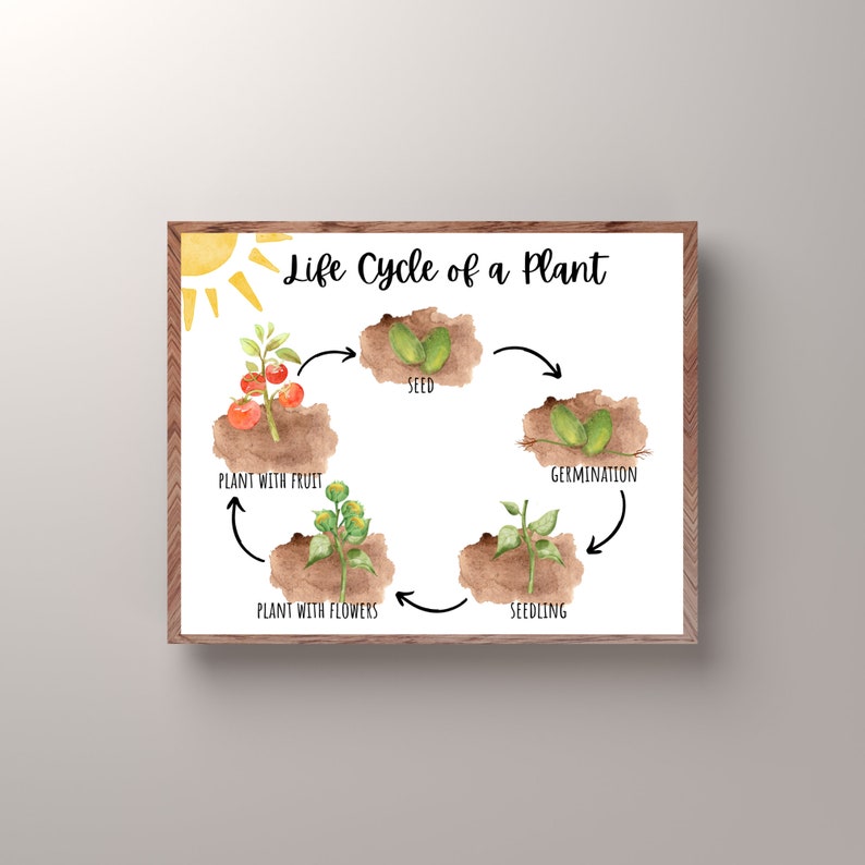 Plant Life Cycle Print, Homeschool Gardening Poster (digital Download ...
