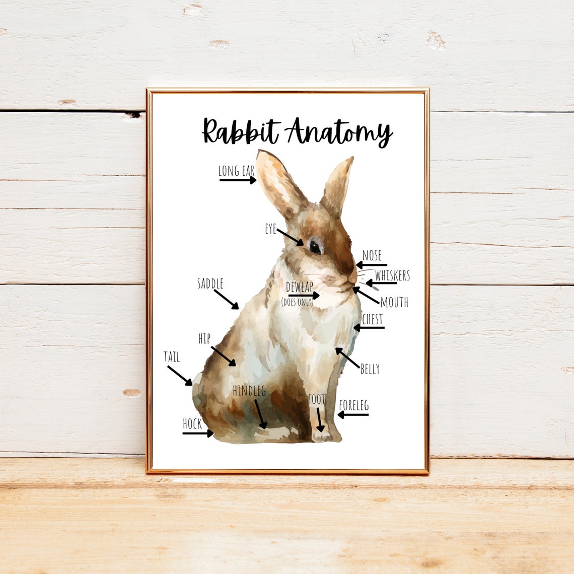 Rabbit Anatomy Rabbit Poster Farm School Printable Nature - Etsy