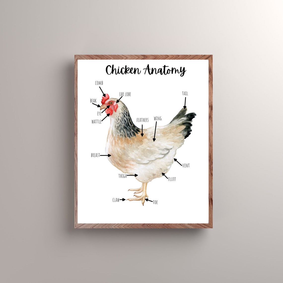 Chicken Anatomy Chicken Poster Farm School Printable Nature - Etsy
