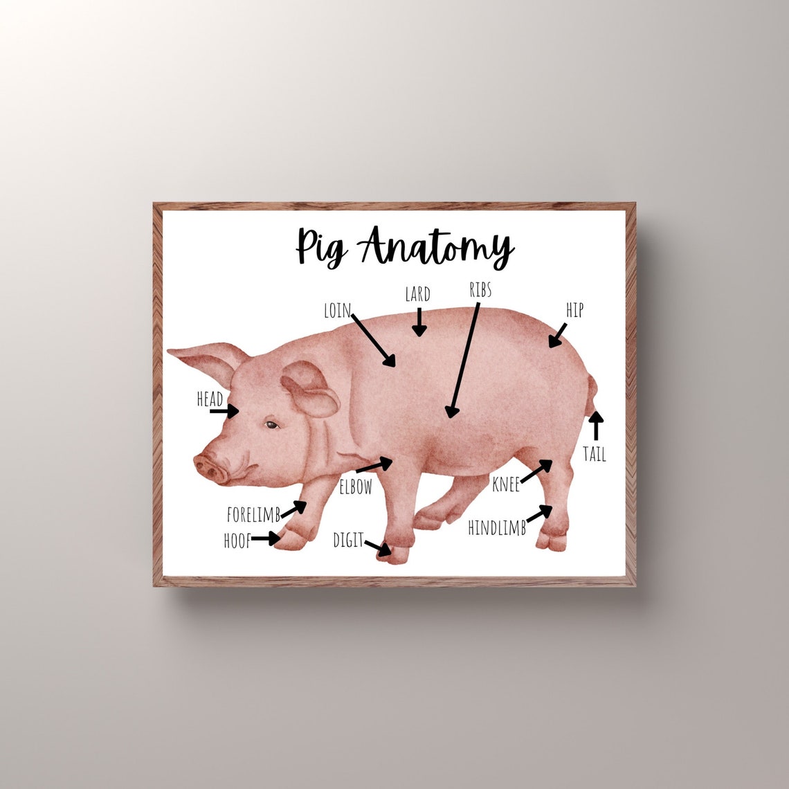 Pig Anatomy, Pig Poster, Farm School Printable, Nature Study, Charlotte ...