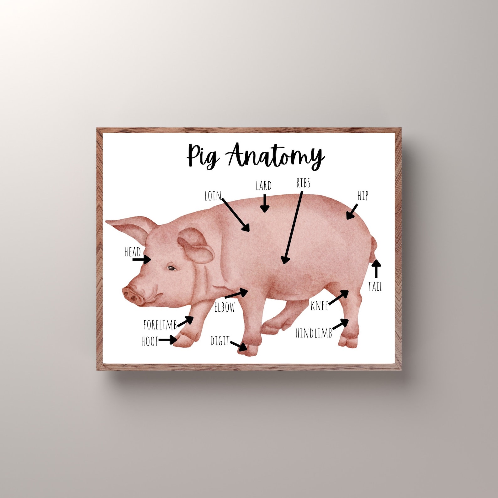 Pig Anatomy, Pig Poster, Farm School Printable, Nature Study, Charlotte ...