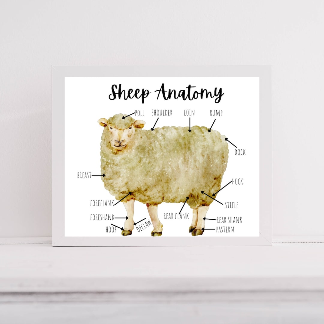 Sheep Anatomy, Sheep Poster, Sheep Print Farm School Print, Nature ...