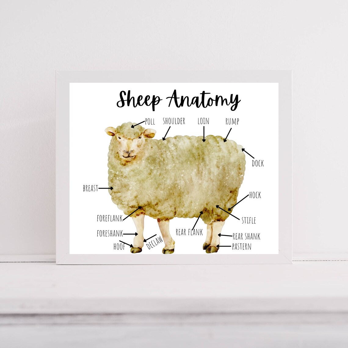 Sheep Anatomy, Sheep Poster, Sheep Print Farm School Print, Nature ...