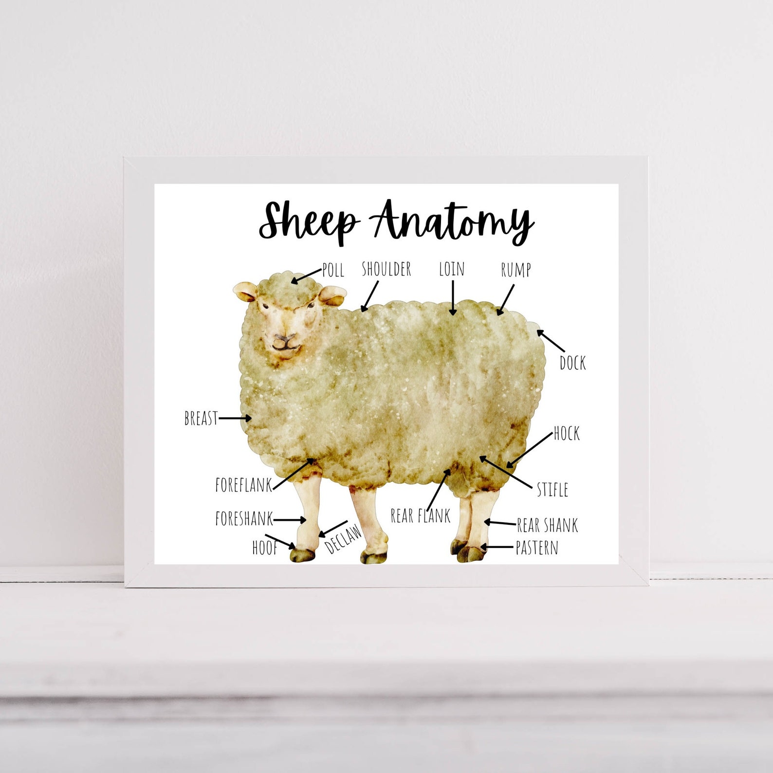 Sheep Anatomy, Sheep Poster, Sheep Print Farm School Print, Nature ...