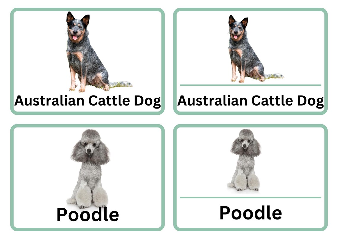 Dog Breeds Montessori 3-part Cards Printable - Etsy