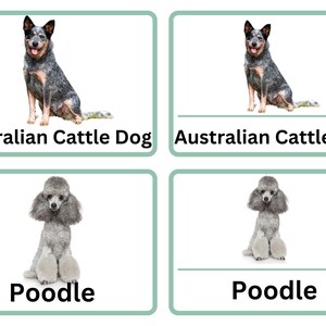 Dog Breeds Montessori 3-part Cards Printable - Etsy
