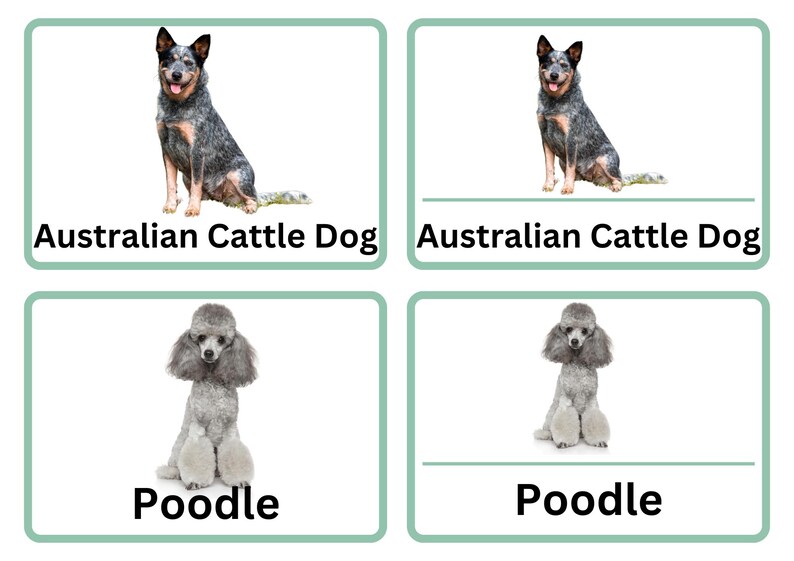 Dog Breeds Montessori 3-part Cards Printable - Etsy