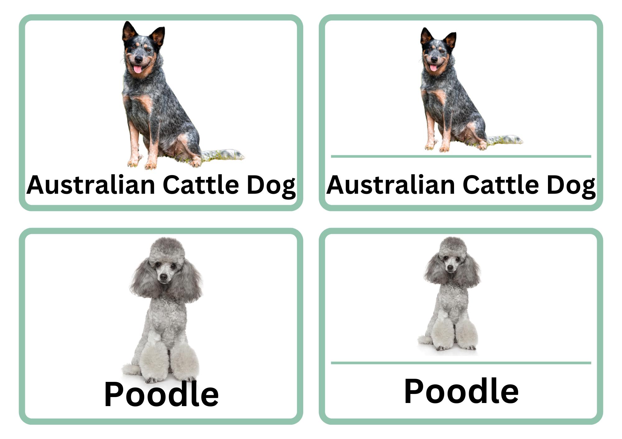Dog Breeds Montessori 3-part Cards Printable - Etsy
