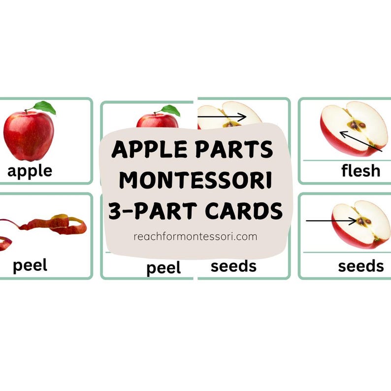 Apple Parts Montessori 3-part Cards Printable - Etsy