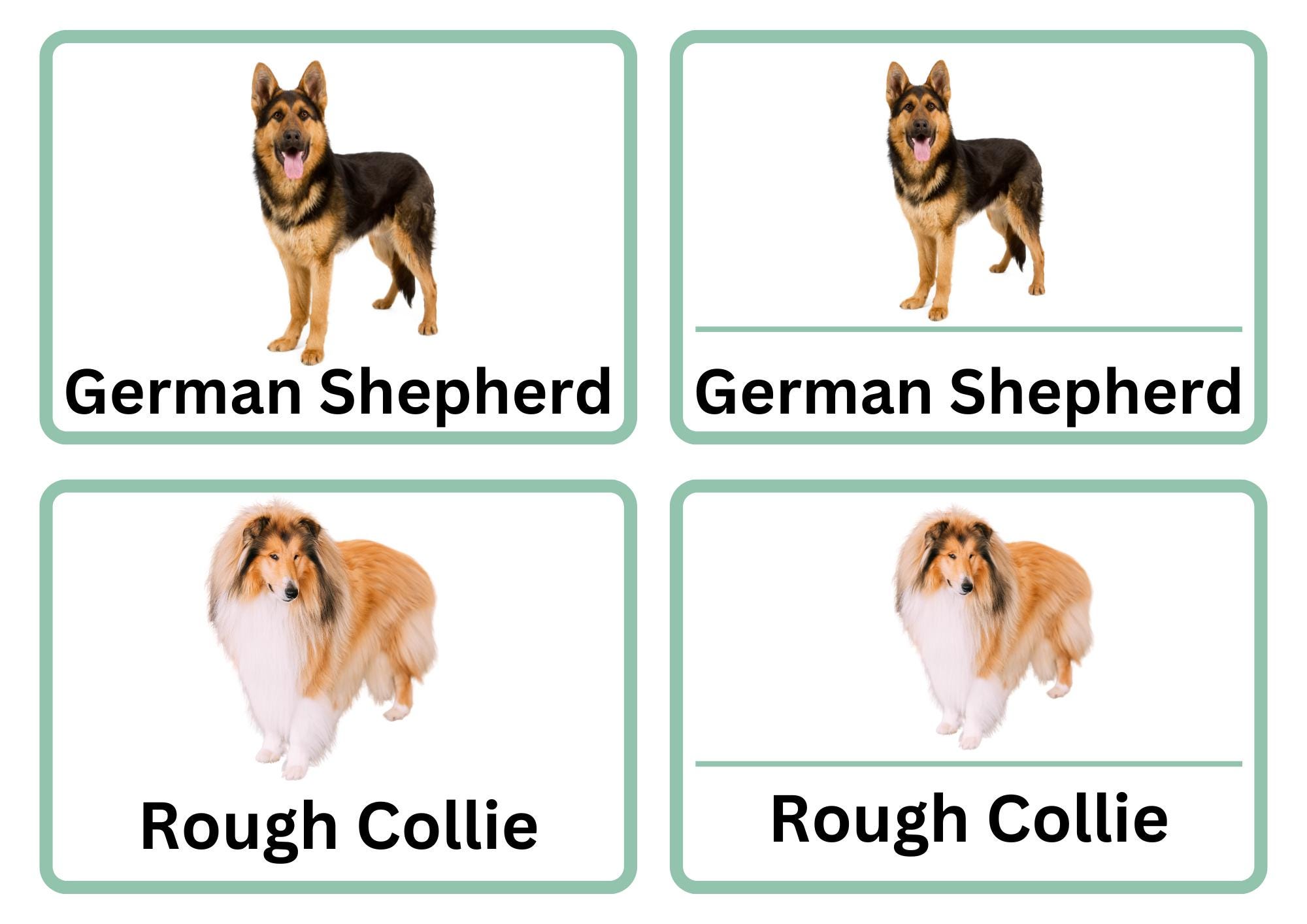 Dog Breeds Montessori 3-part Cards Printable - Etsy