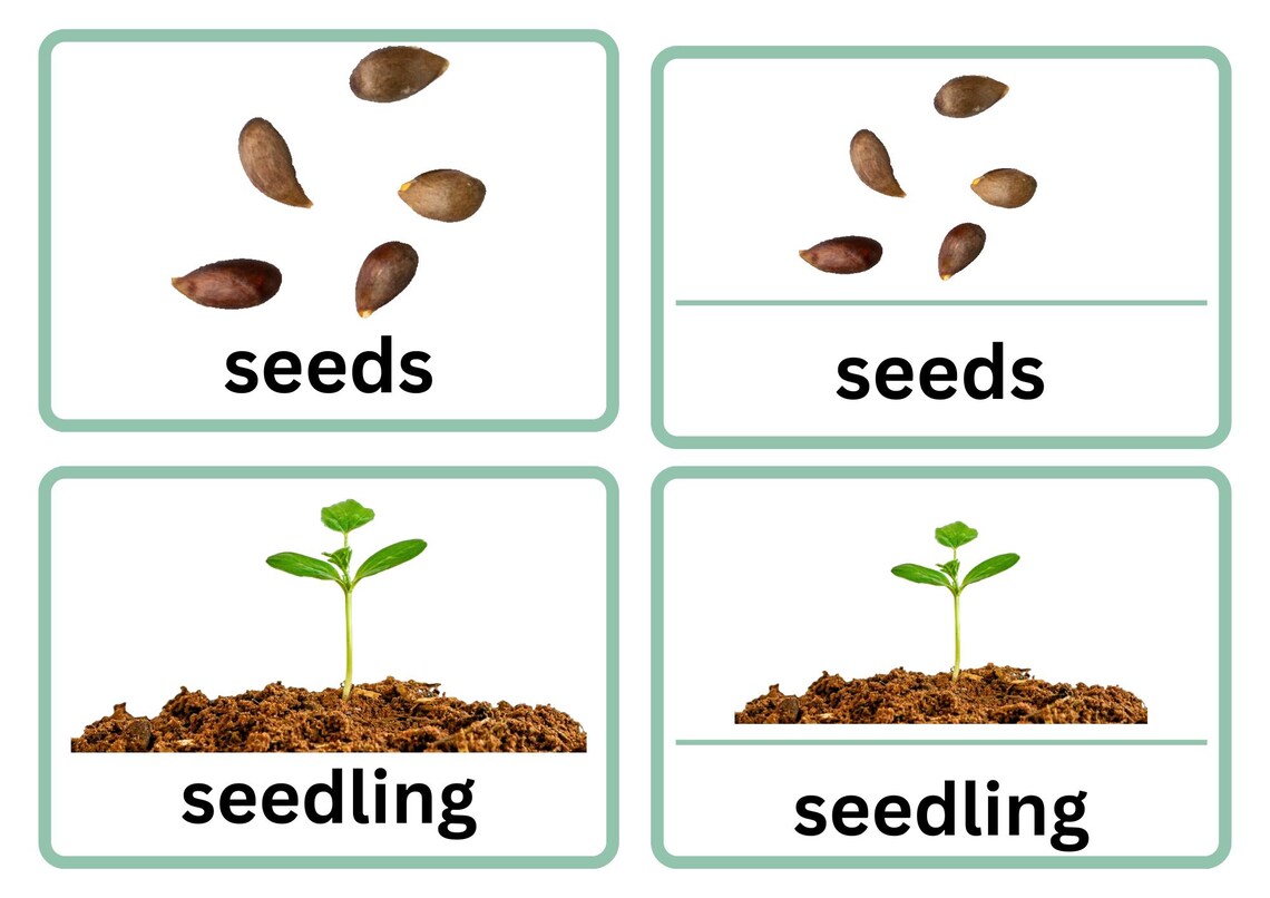 Apple Tree Life Cycle Montessori 3-part Cards Printable - Etsy