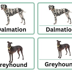 Dog Breeds Montessori 3-part Cards Printable - Etsy