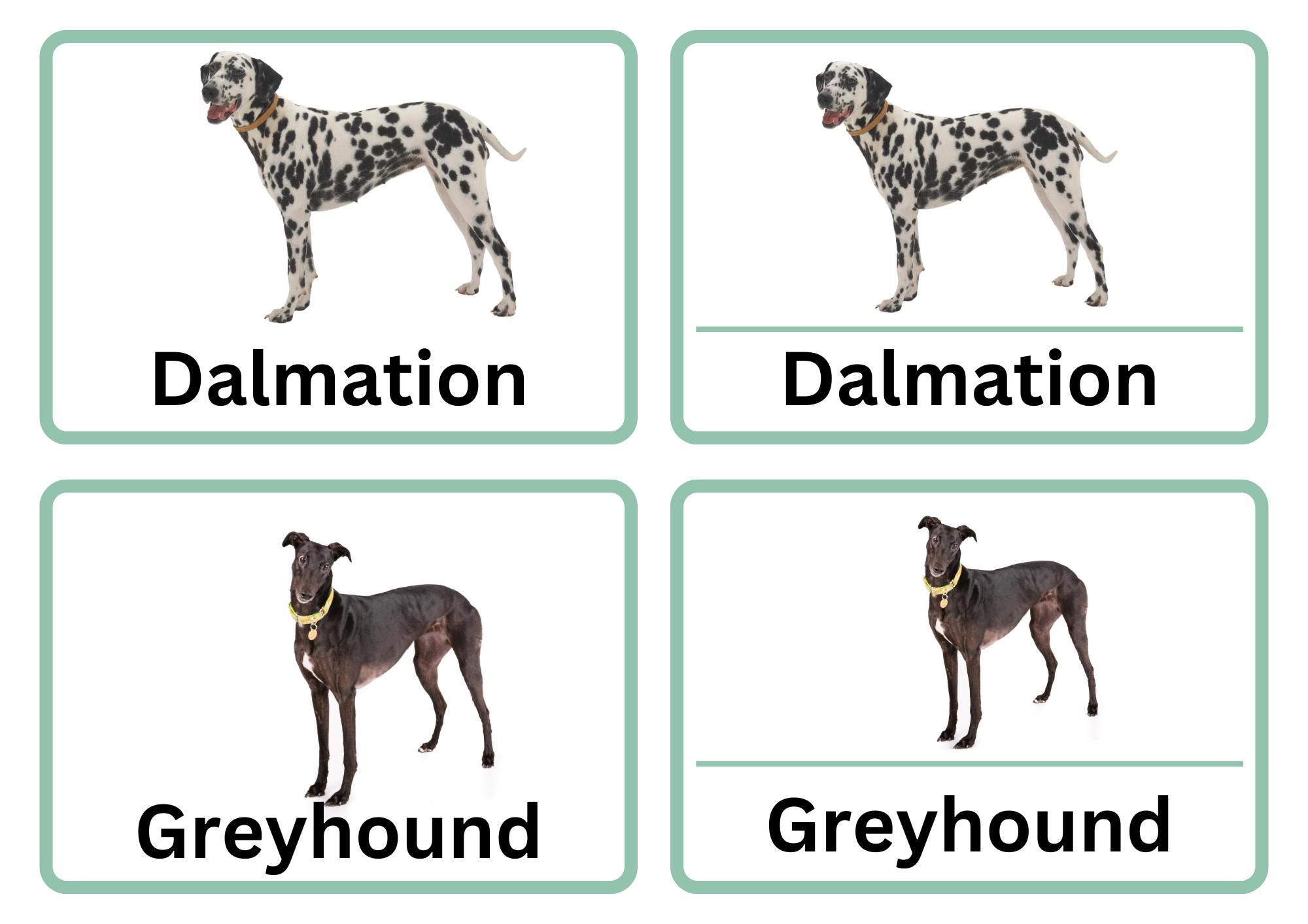 Dog Breeds Montessori 3-part Cards Printable - Etsy