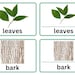 Tree Parts Montessori 3-part Cards Printable - Etsy