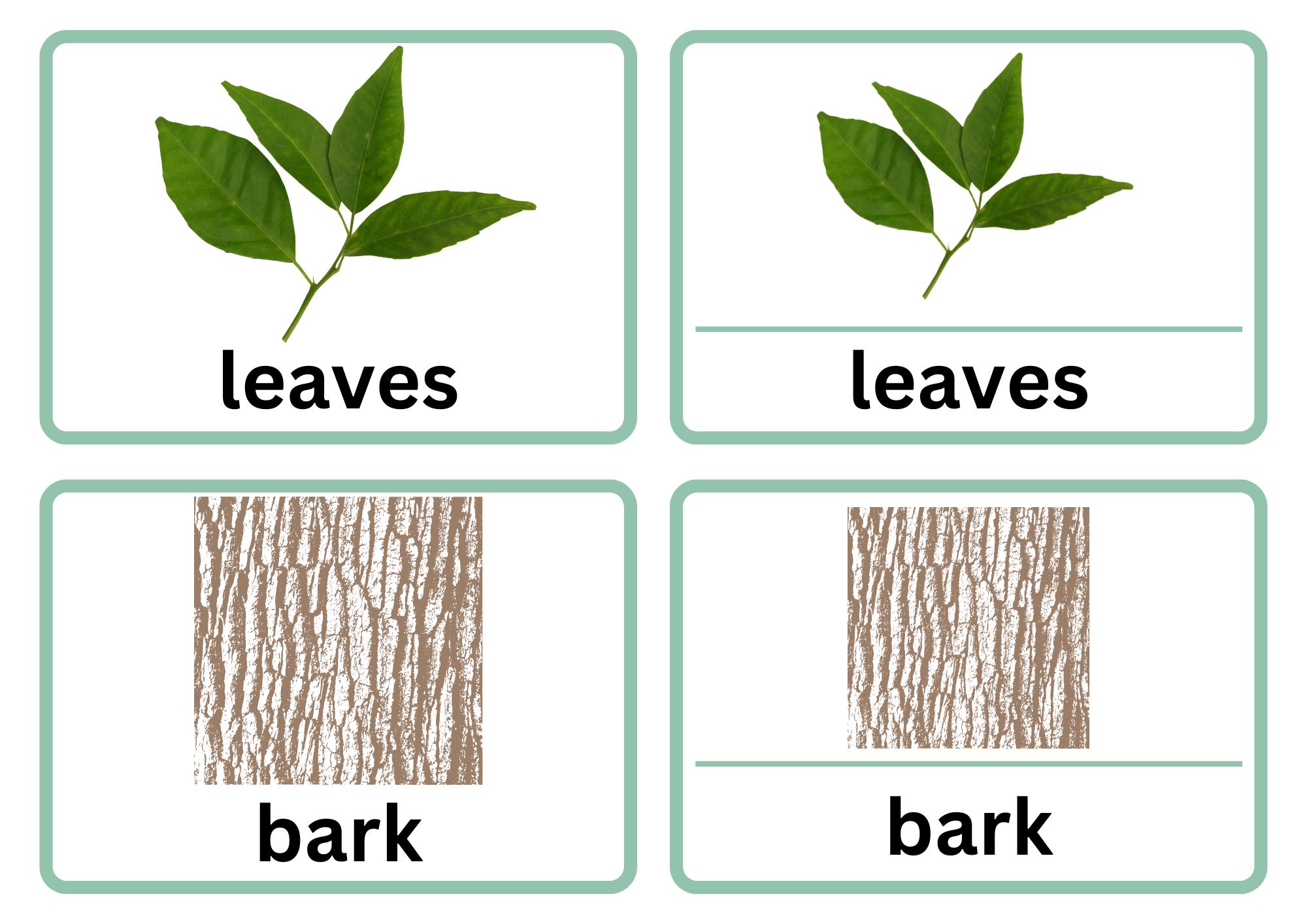Tree Parts Montessori 3-part Cards Printable - Etsy