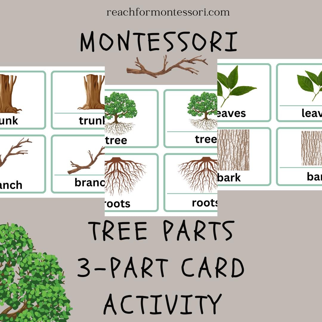 Tree Parts Montessori 3-part Cards Printable - Etsy