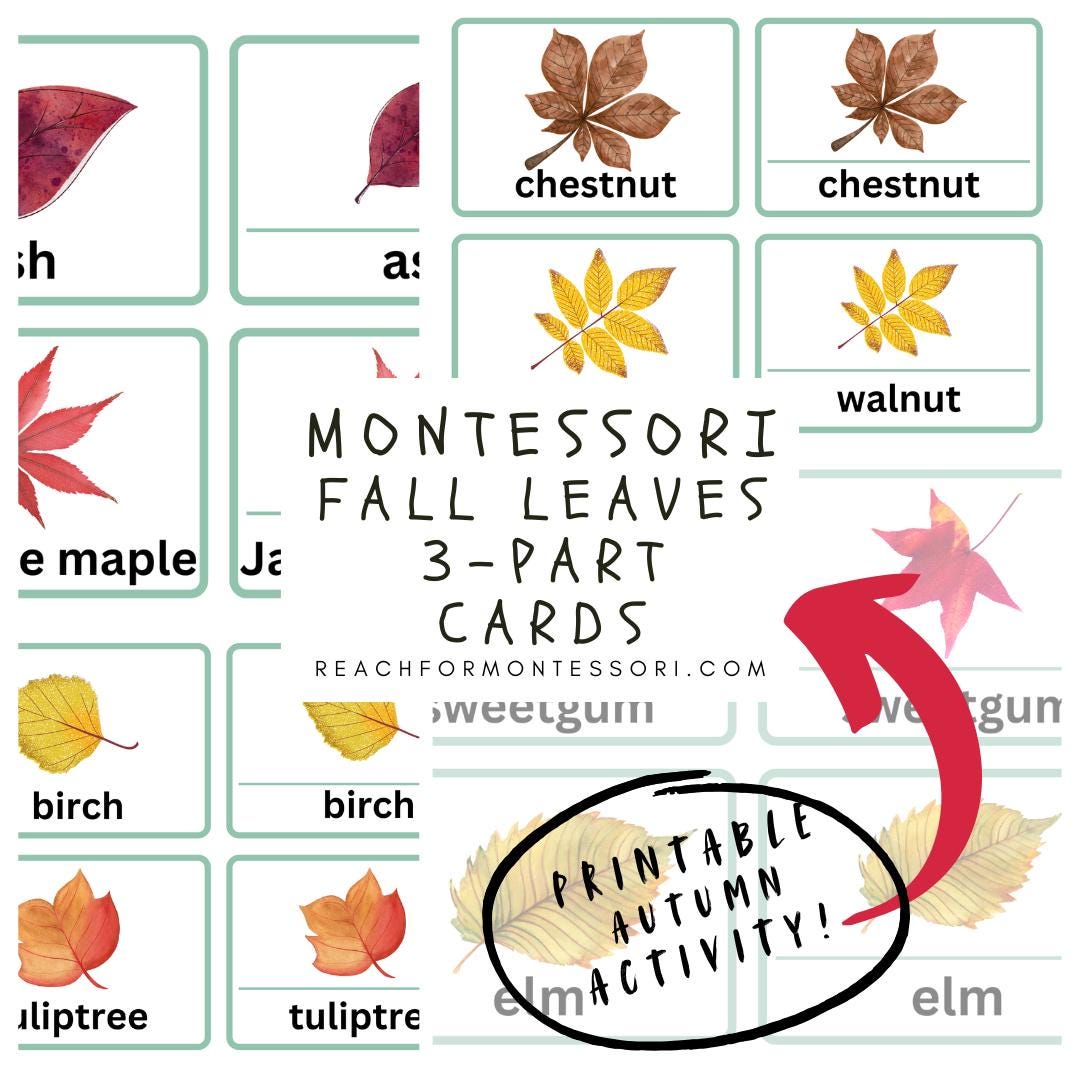 Fall Leaves Montessori 3-part Cards Printable - Etsy Canada