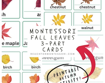 Fall Leaves Identification Montessori 3 Part Cards, Preschool Flash ...