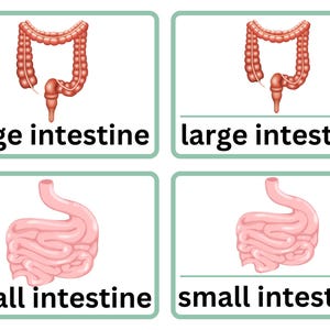 Human Organs Montessori 3-part Cards Printable - Etsy