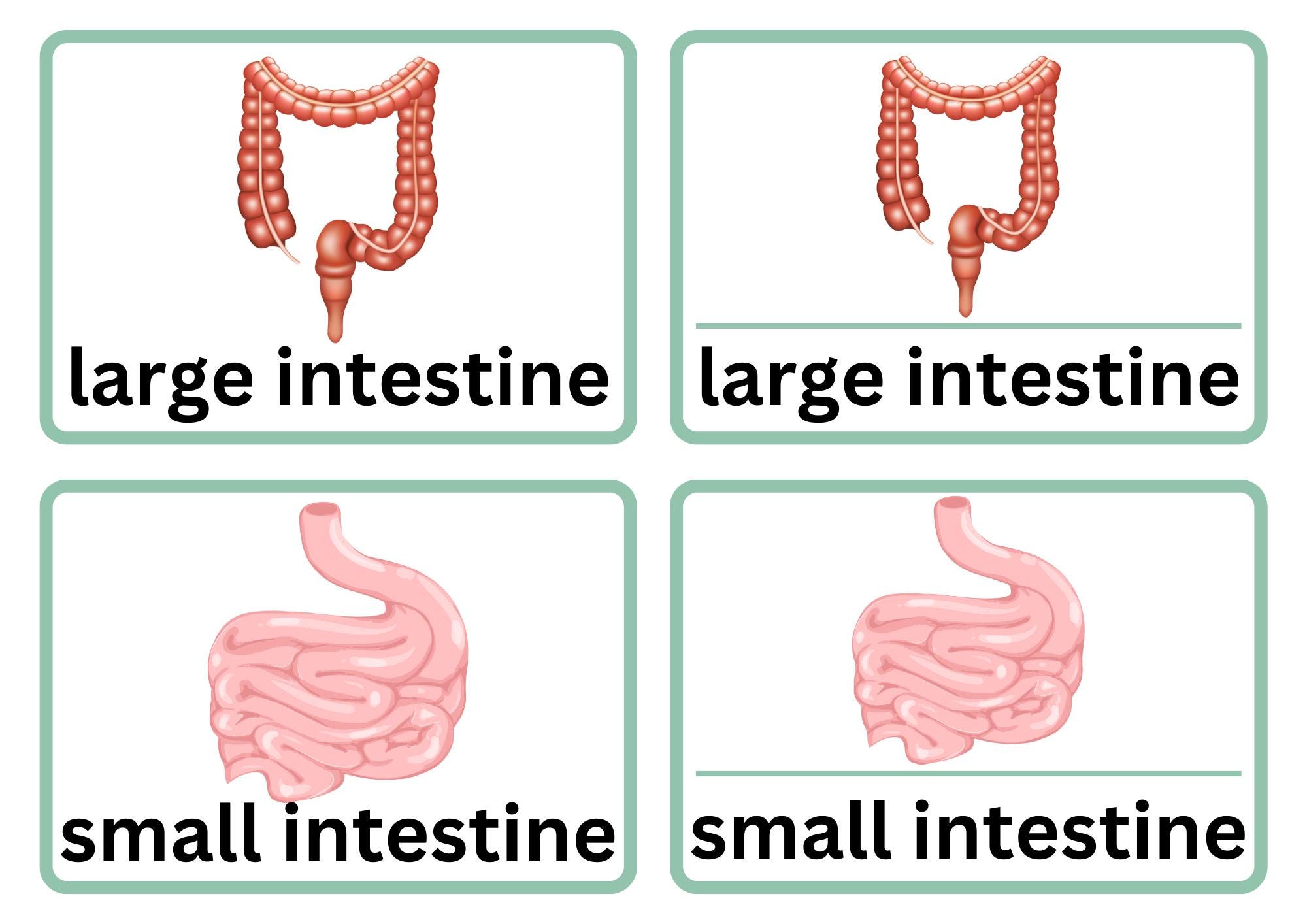 Human Organs Montessori 3-part Cards Printable - Etsy