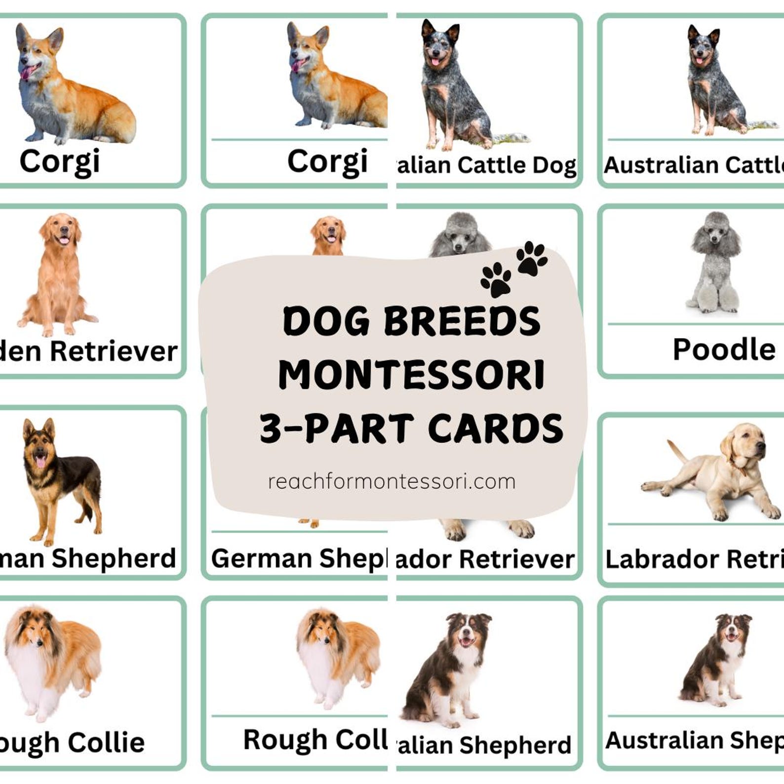 Dog Breeds Montessori 3-part Cards Printable - Etsy