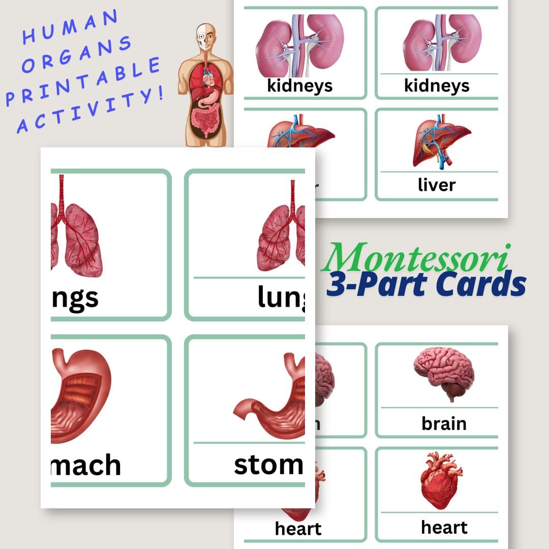 Human Organs Montessori 3-part Cards Printable - Etsy