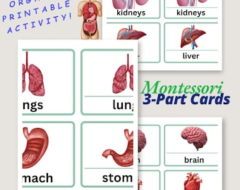 Human Organs Identification 3 Part Cards - Toob Cards, Instant ...