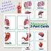 Human Organs Montessori 3-part Cards Printable - Etsy