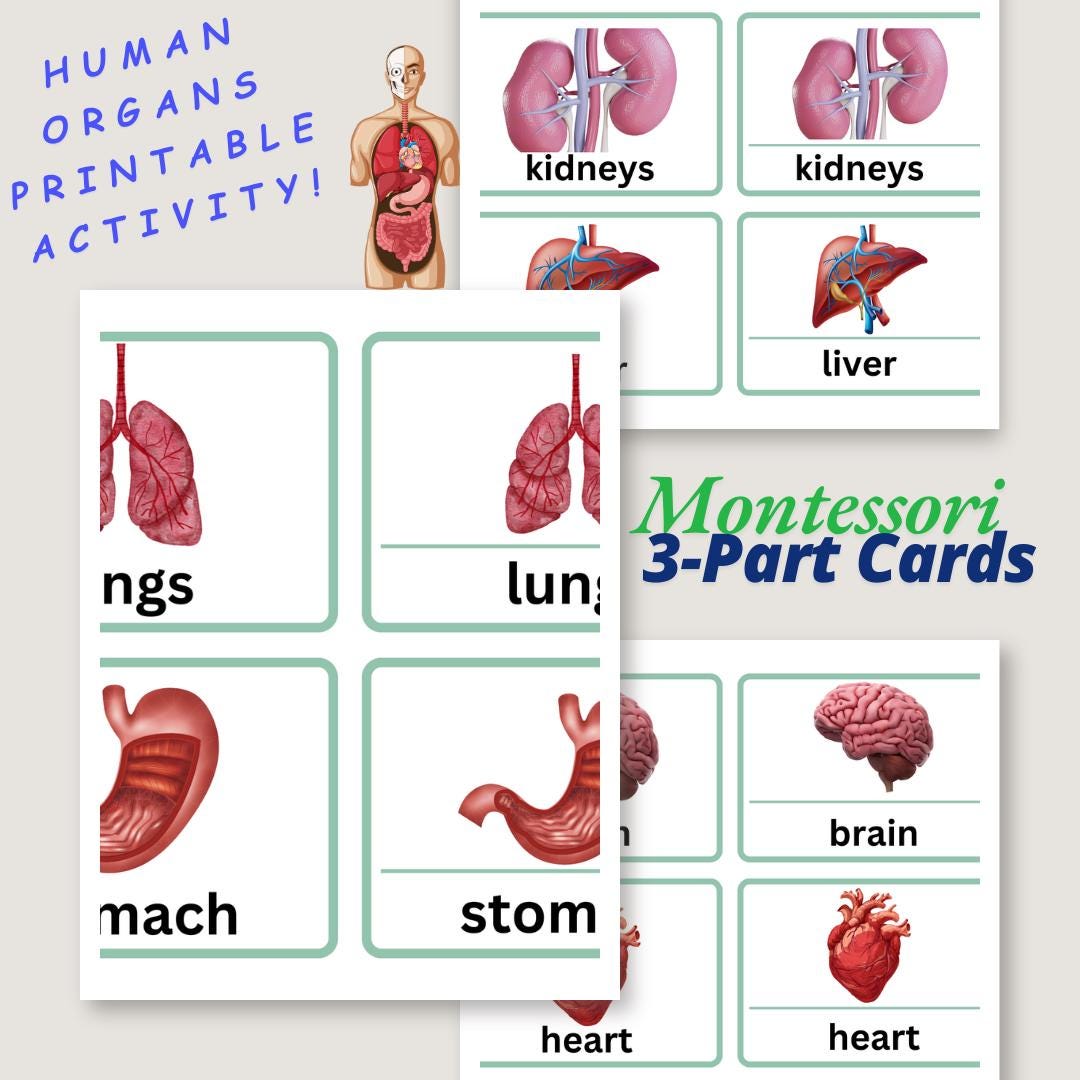 Human Organs Montessori 3-part Cards Printable - Etsy