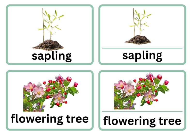Apple Tree Life Cycle Montessori 3-part Cards Printable - Etsy