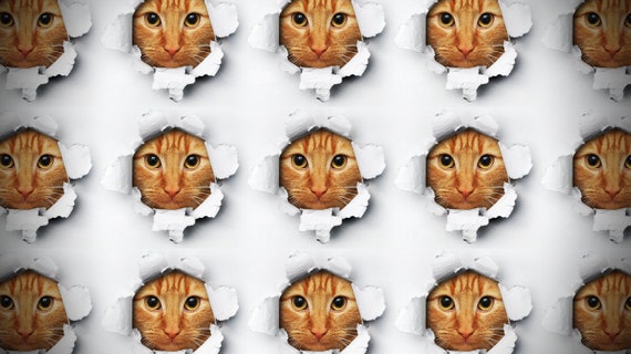 Cat and Kitten Lovers Cute Funny Furry Animal Wrapping for - Etsy