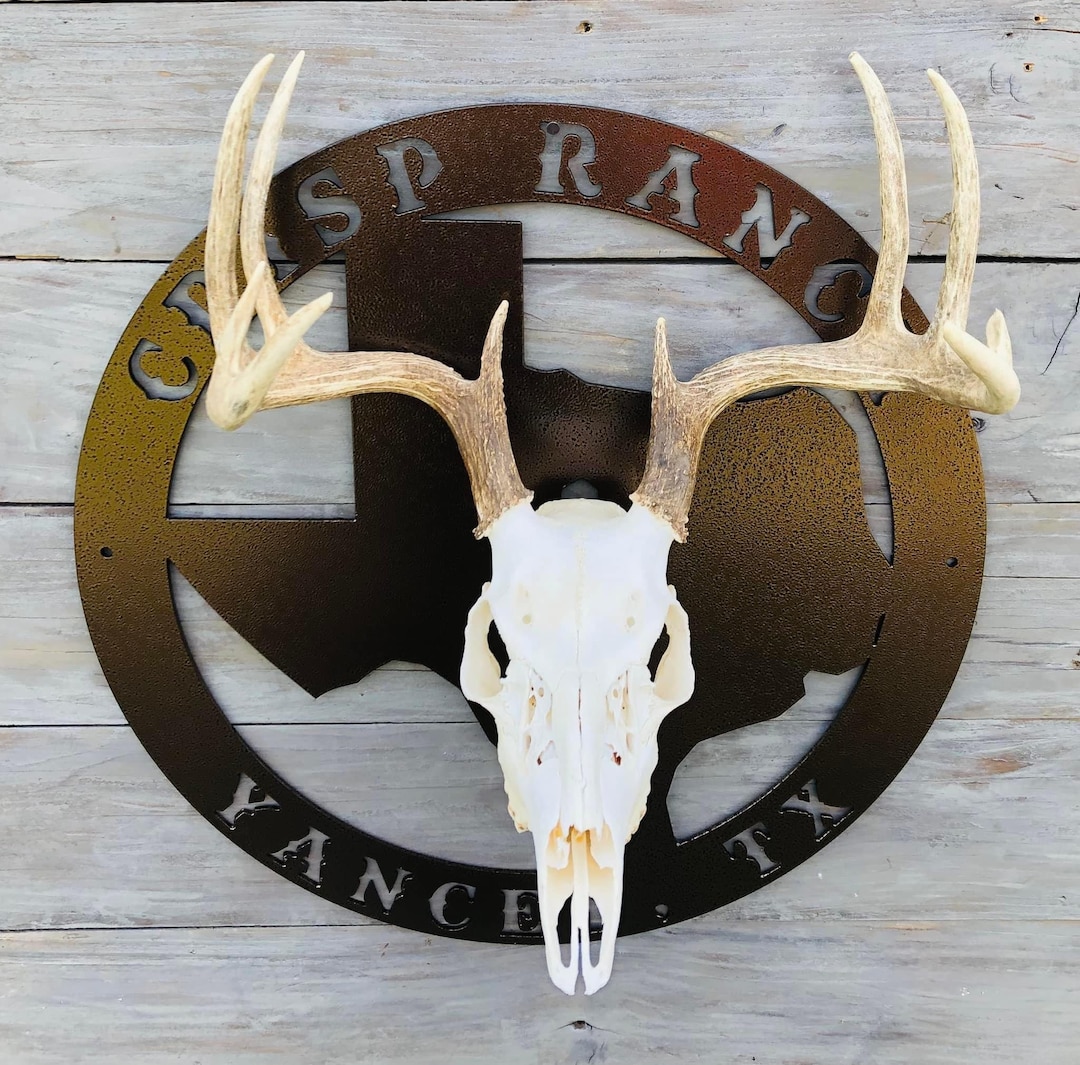 Texas Metal Deer Mount, Skull Mount, Euro Mount, European Mount - Etsy
