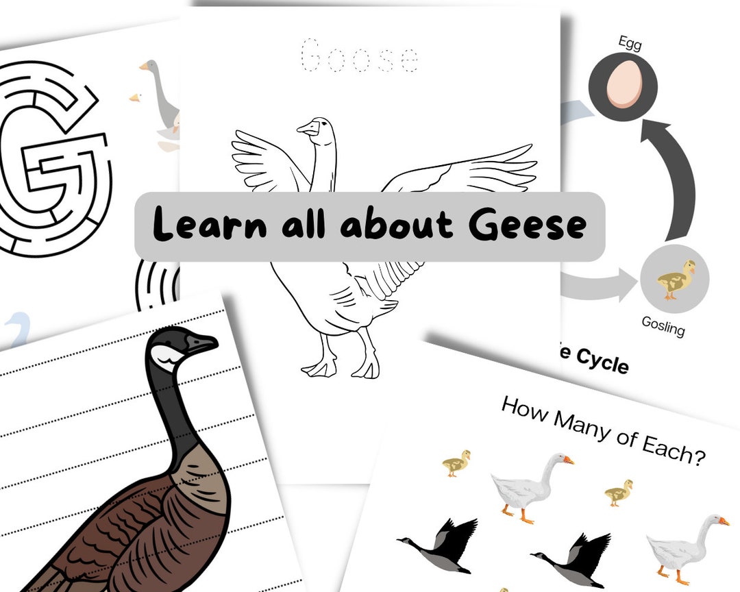 Goose Unit Study | Animal Study for Homeschool Curriculum | Education ...