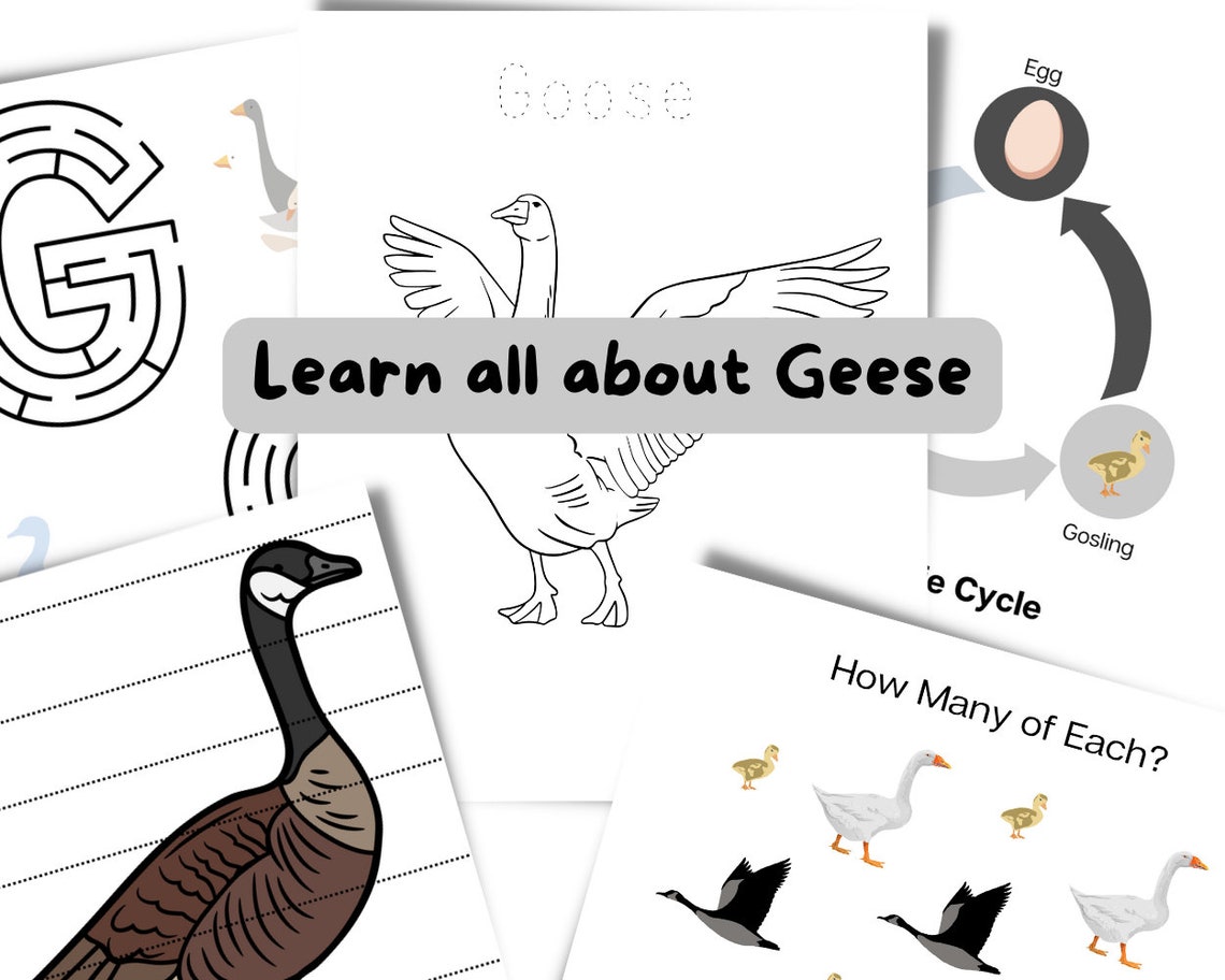 Goose Unit Study | Animal Study for Homeschool Curriculum | Education ...
