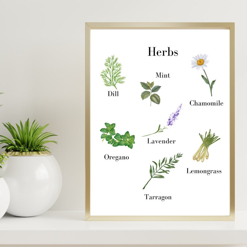 Herb Poster for School Classroom Kitchen Wall Decor - Plant Study Herb ...